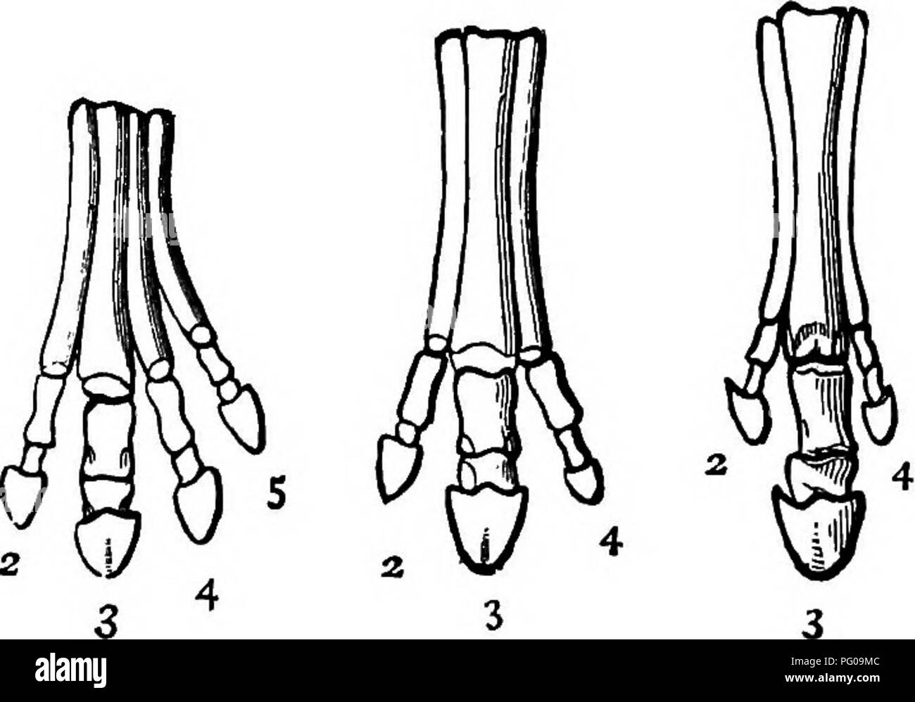 Horse Fossils Activities