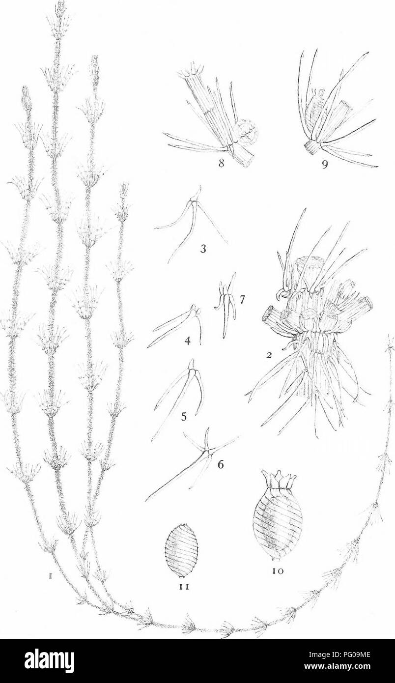 The British Charophyta includes species like *Chara desmacantha*, a ...