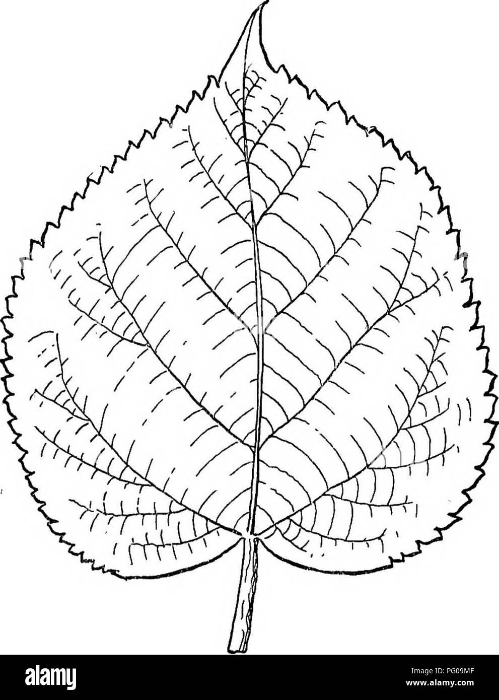 3 lobed lower leaves hi-res stock photography and images - Alamy