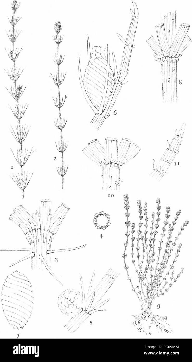 . The British Charophyta. Characeae. PLATE XXXIX. CHARA ASPERA M. G ...