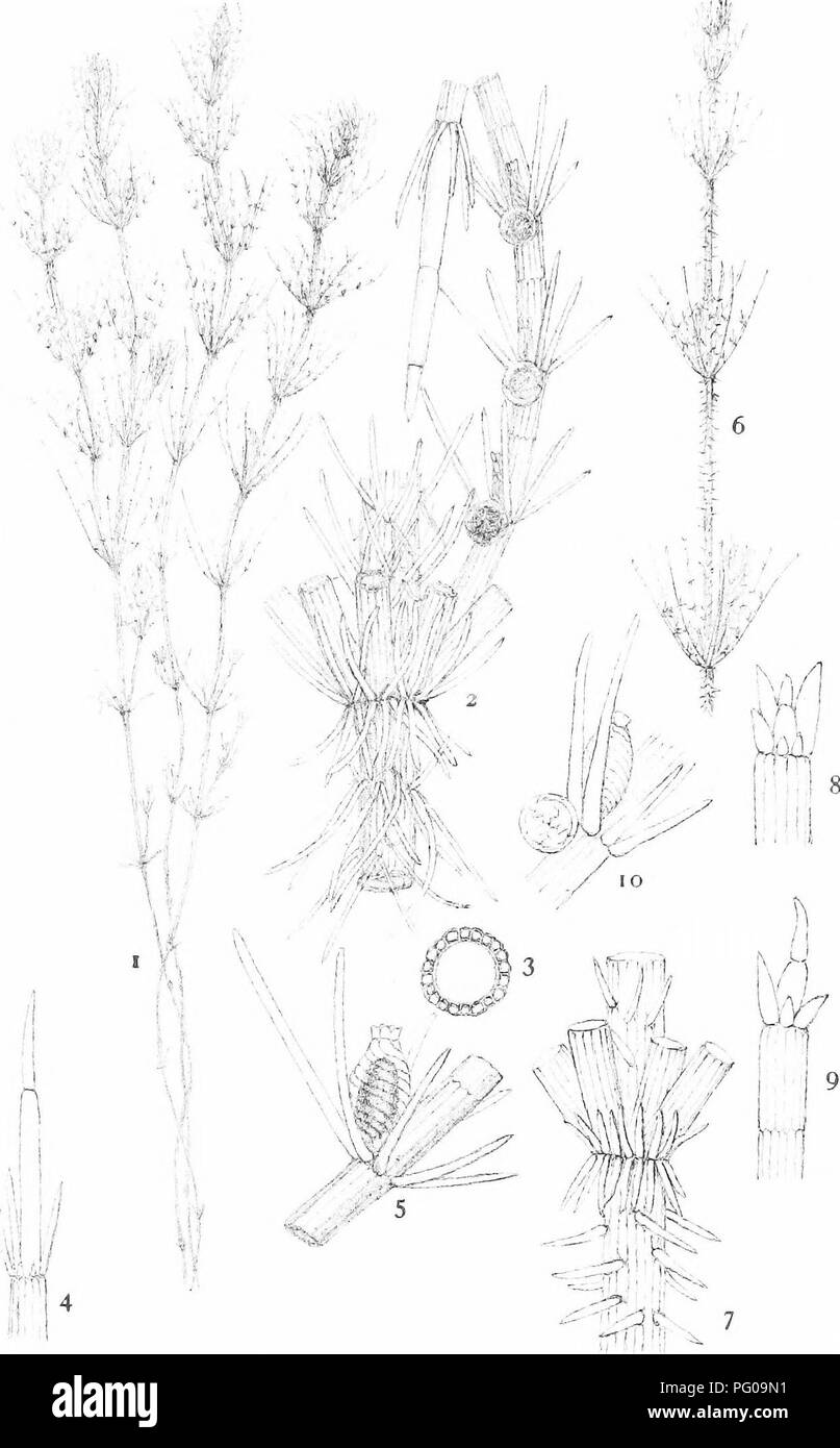 This botanical study of British Charophyta examines Chara baltica and ...