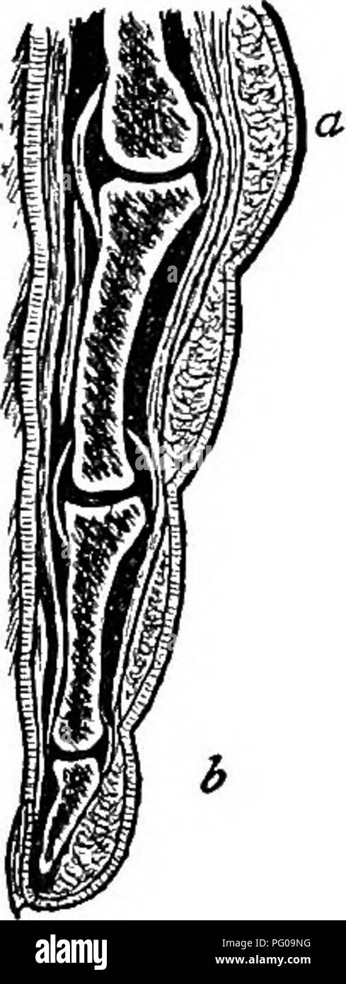 Plantigrade gait hi-res stock photography and images - Alamy