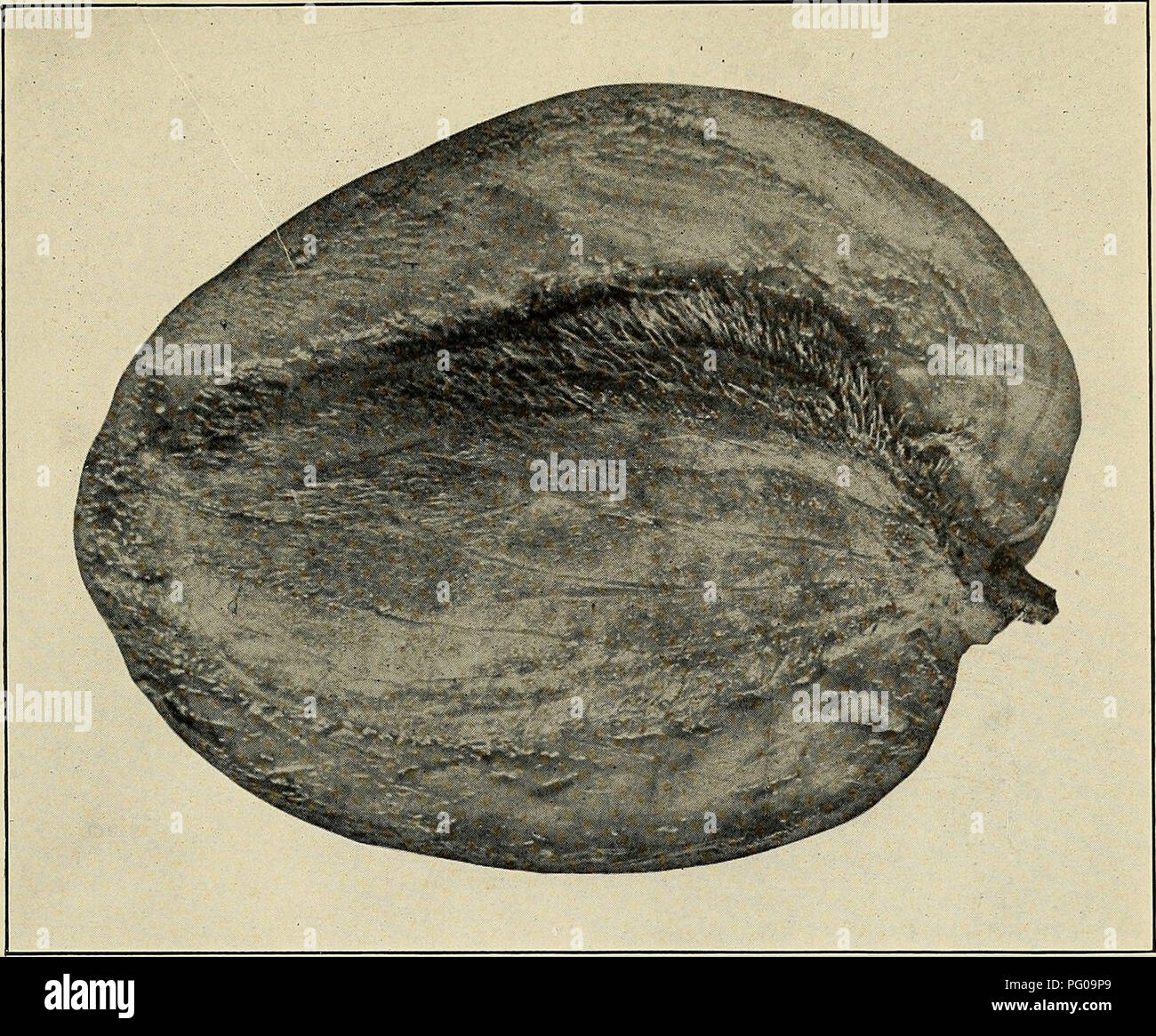 . The Cuba review. THE CUBA REVIEW. 23. Mulgoba Mango, cross section ...