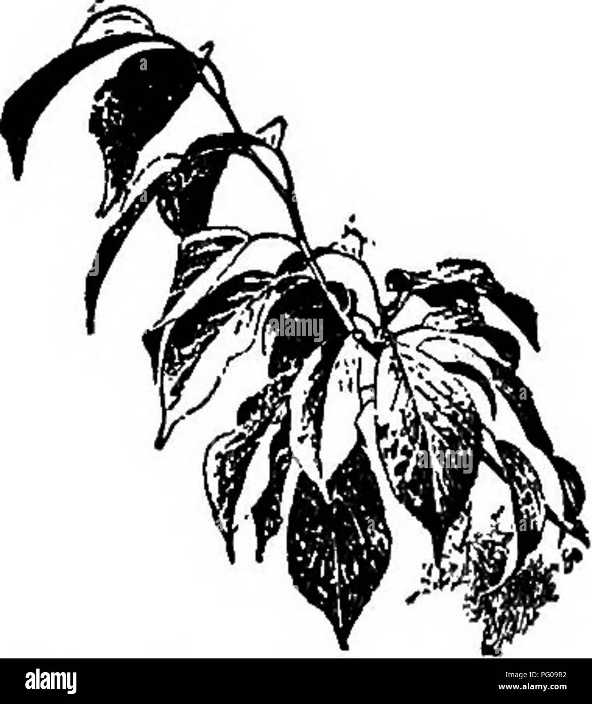 Trailing stem Black and White Stock Photos & Images - Alamy