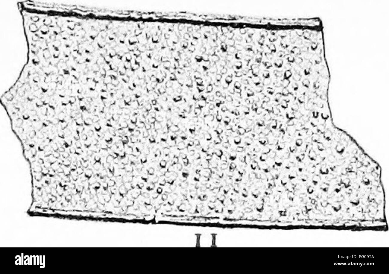 This image from *The British Charophyta* highlights various species in ...