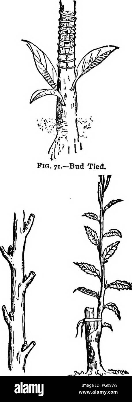 Swelling buds hi-res stock photography and images - Alamy