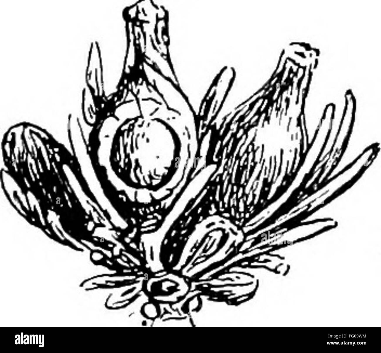 This work discusses the geological history of Charophyta, with a focus ...