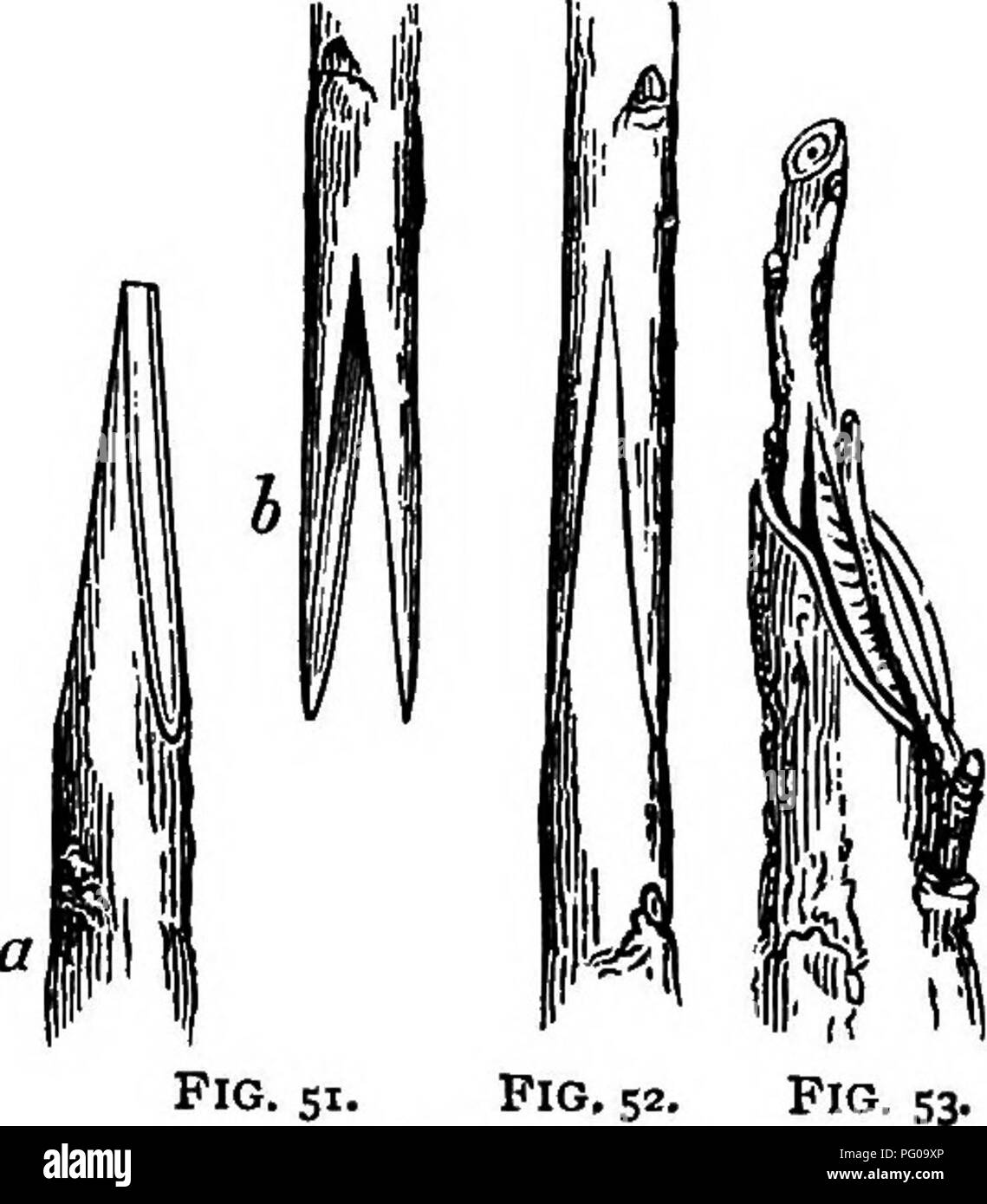 This guide on American fruit culture provides expert instructions on ...
