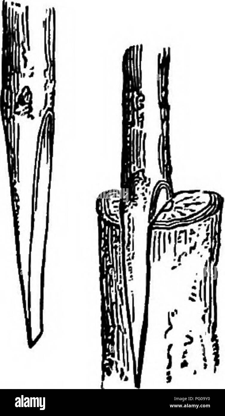 This guide provides detailed instructions on fruit propagation and ...