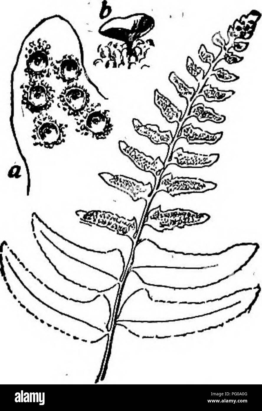 Bladder Fern High Resolution Stock Photography and Images - Alamy