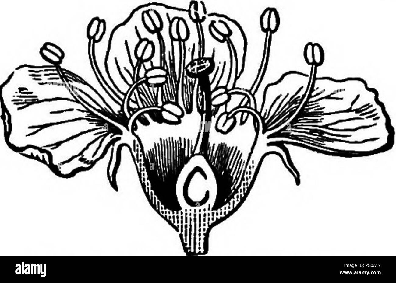 Egotistical Clipart Of Flowers