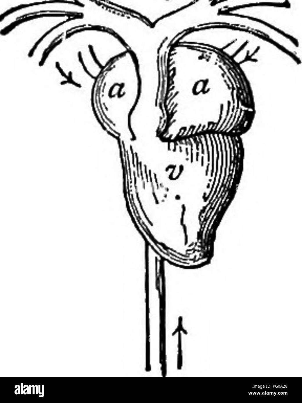 Frog tadpole showing gills hi-res stock photography and images - Alamy