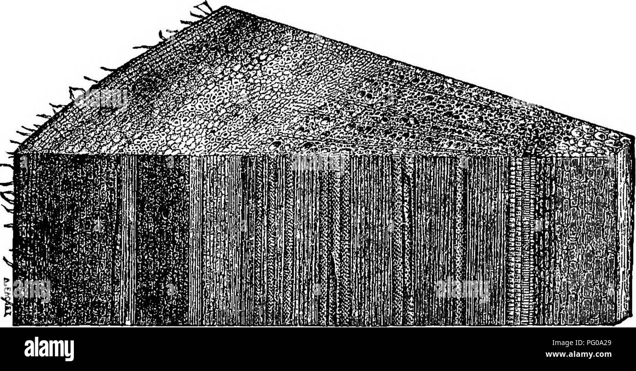 Wood under microscope hi-res stock photography and images - Alamy