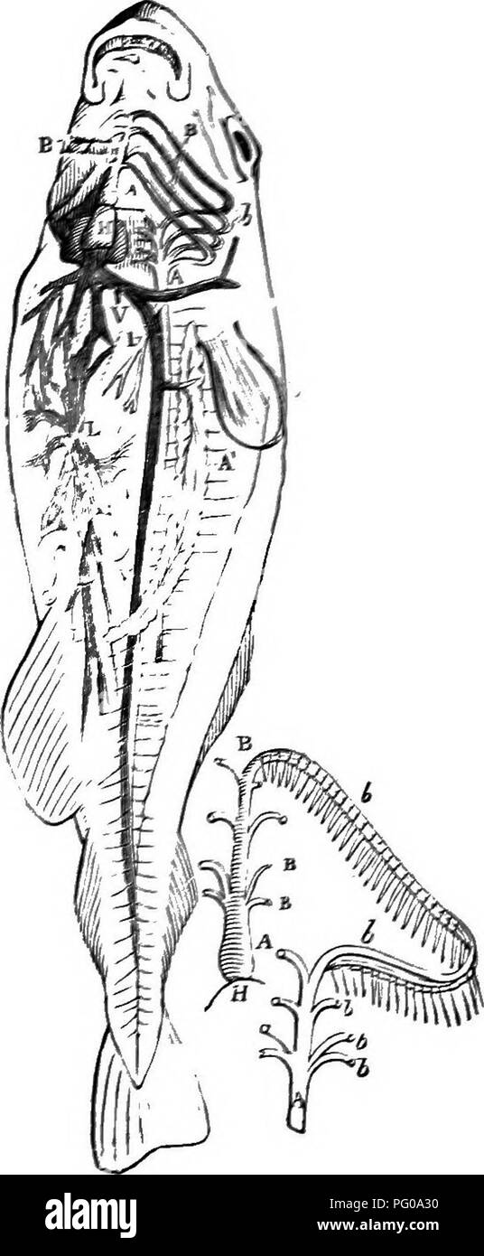 Respiratory system fish hi-res stock photography and images - Alamy