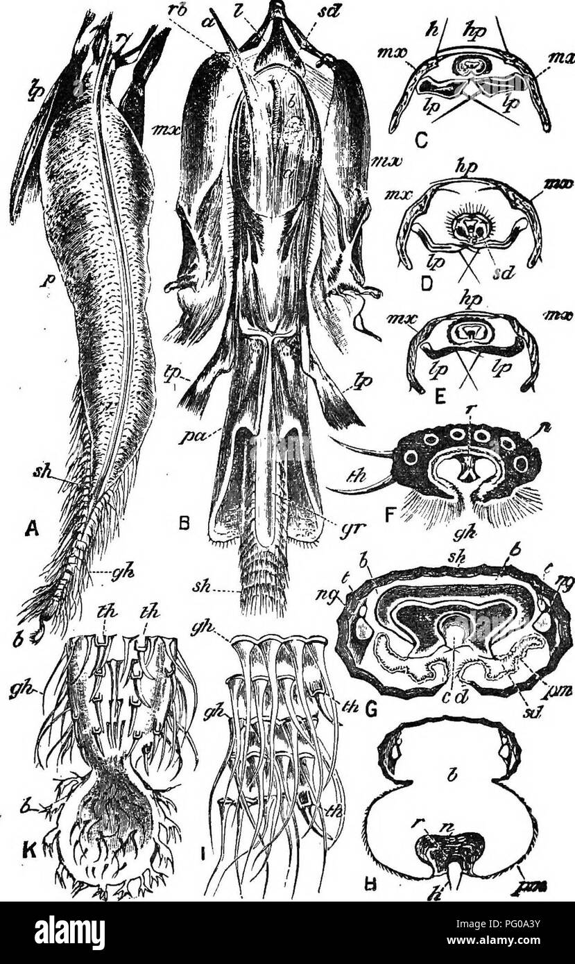 Linguae High Resolution Stock Photography and Images - Alamy