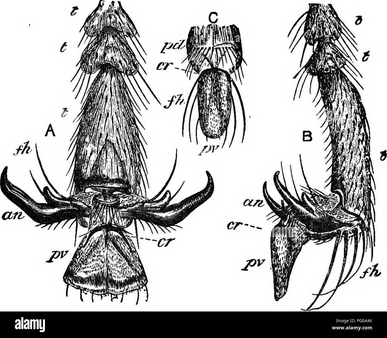 Tibial Spur High Resolution Stock Photography and Images - Alamy
