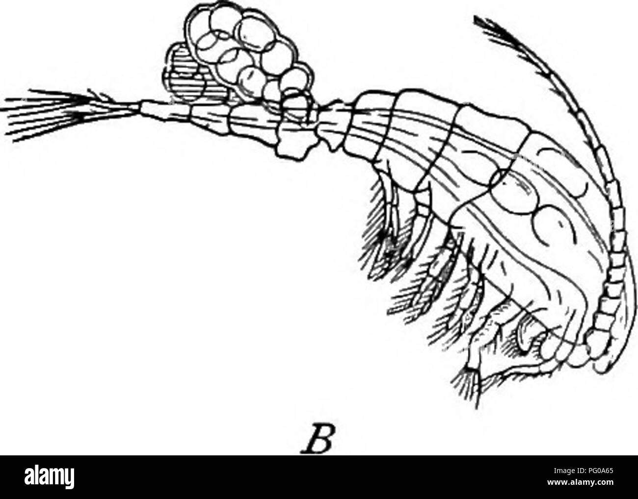 Fig 97 Black and White Stock Photos & Images - Alamy