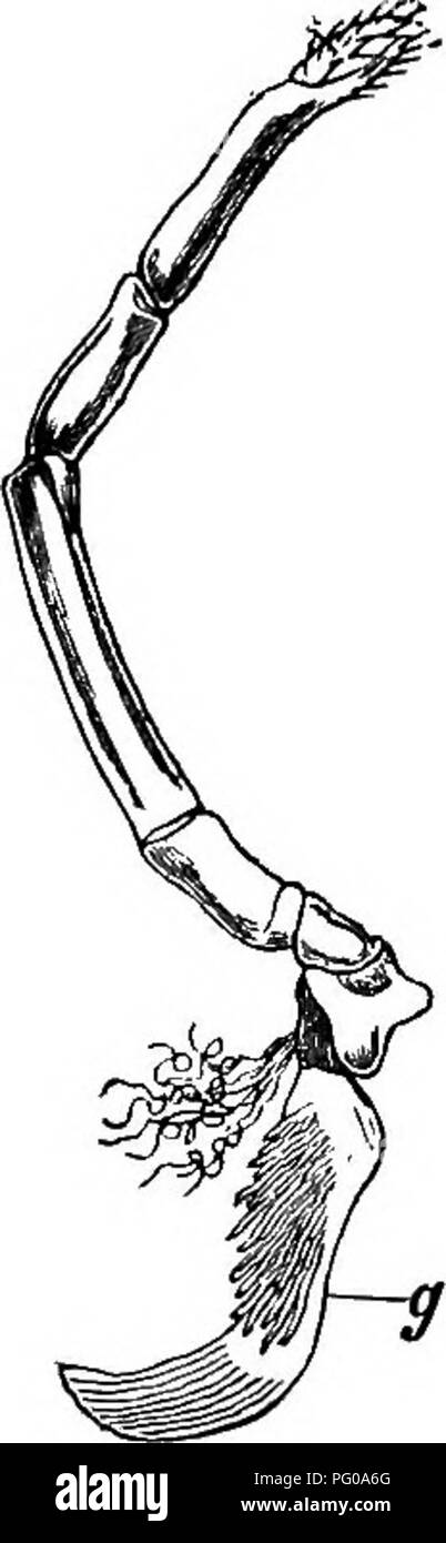 Homologous structures hi-res stock photography and images - Alamy