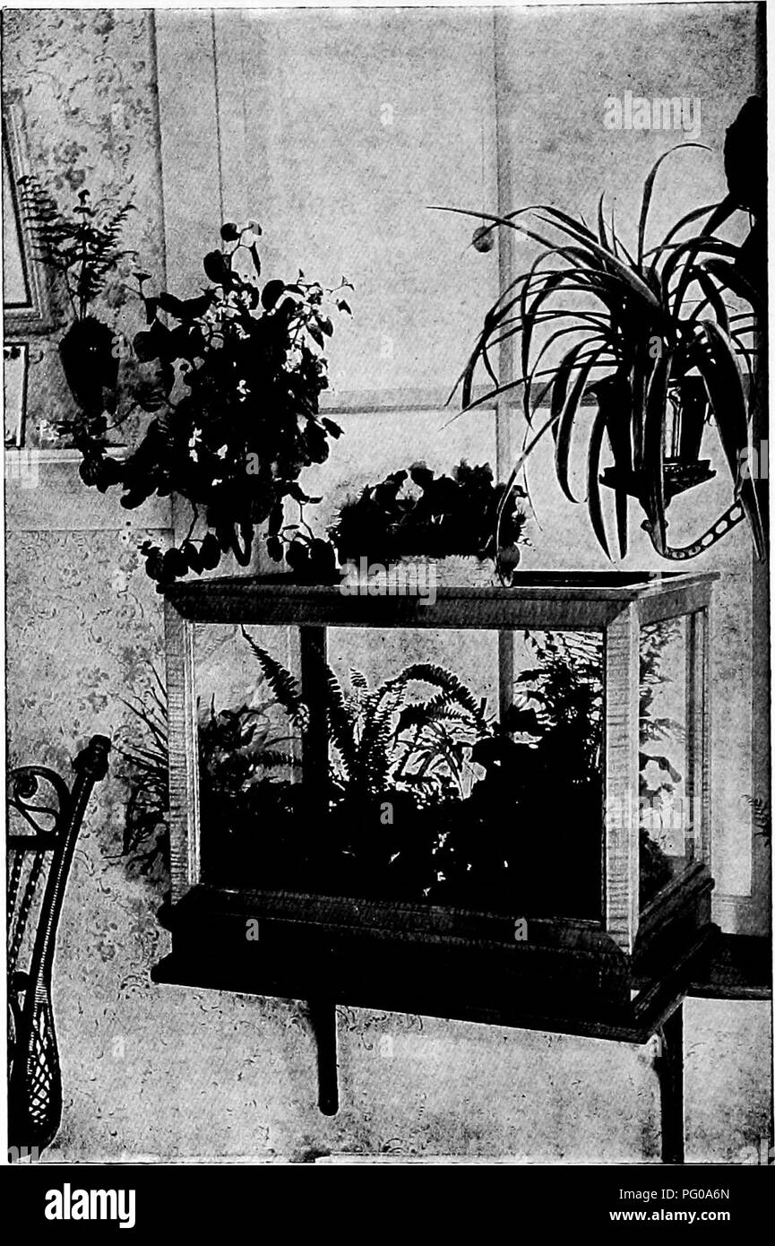 . Ferns and how to grow them . Ferns; Gardening. Plate XXXI.—THE FERN ...