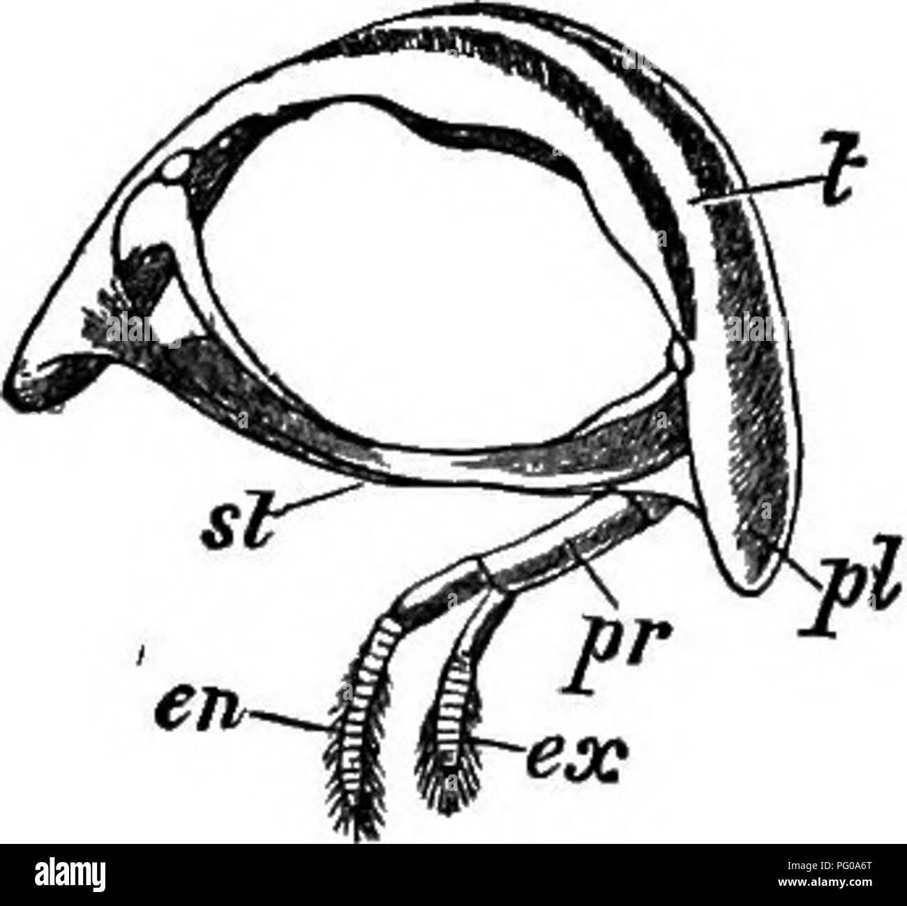 Swimmerets hi-res stock photography and images - Alamy