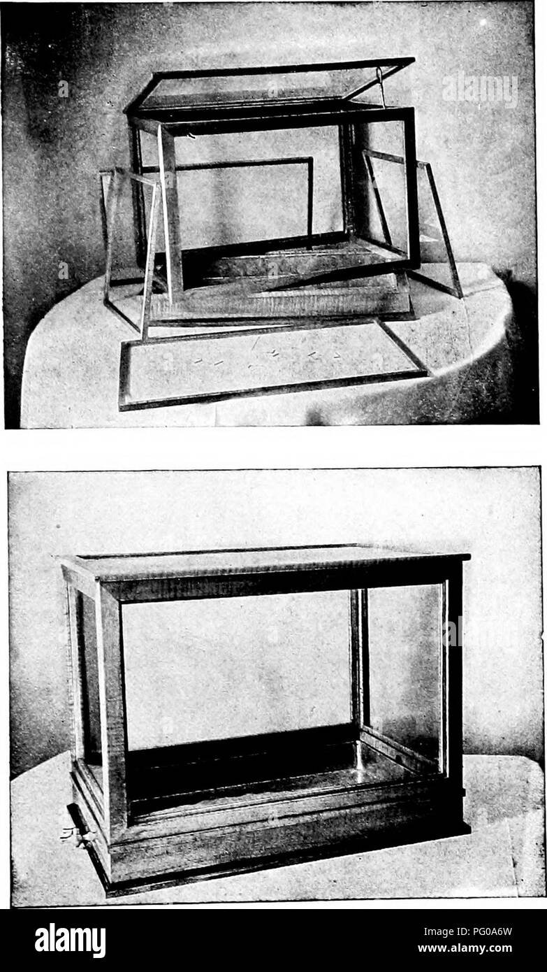 'Ferns and How to Grow Them' by Grace A. Woolson offers detailed ...