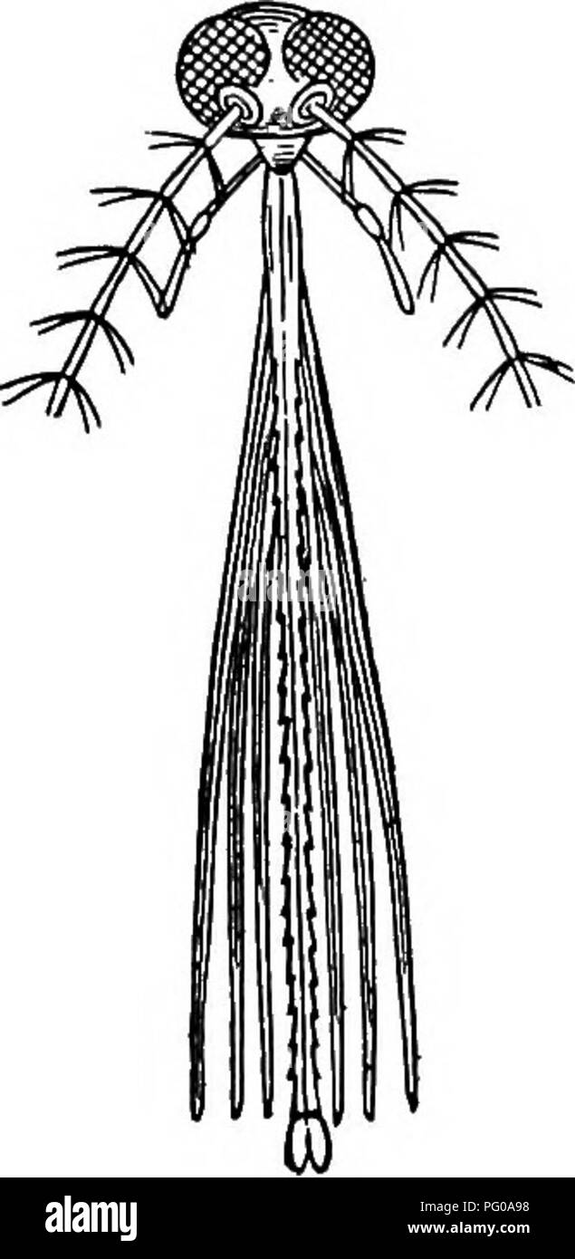 This educational book introduces basic zoological concepts ...