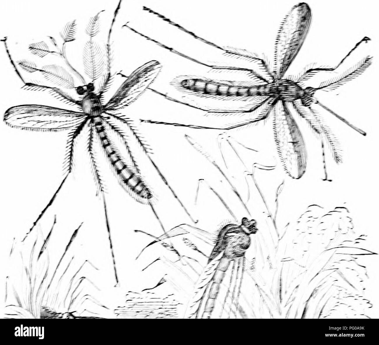 Nathaniel Stowers French’s 'Animal Activities' provides an introduction ...