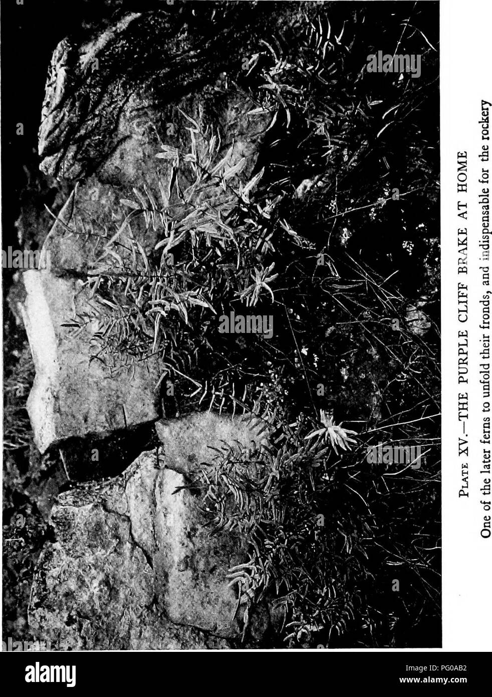 This illustration from 'Ferns and How to Grow Them' provides guidance ...