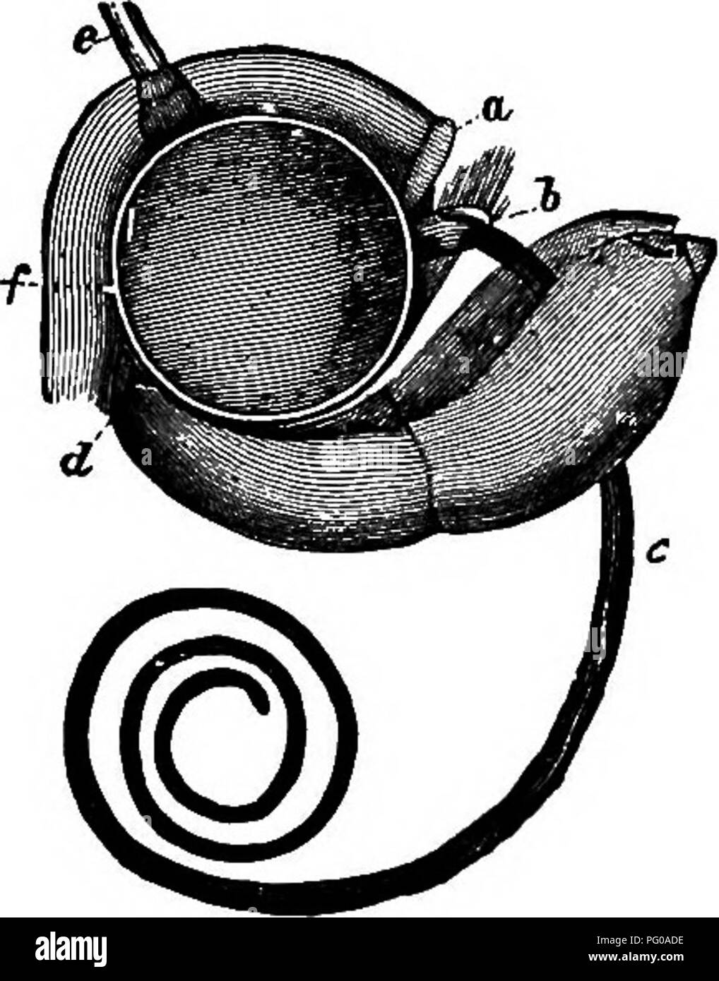 This zoology book explores animal behavior, including the formation of ...