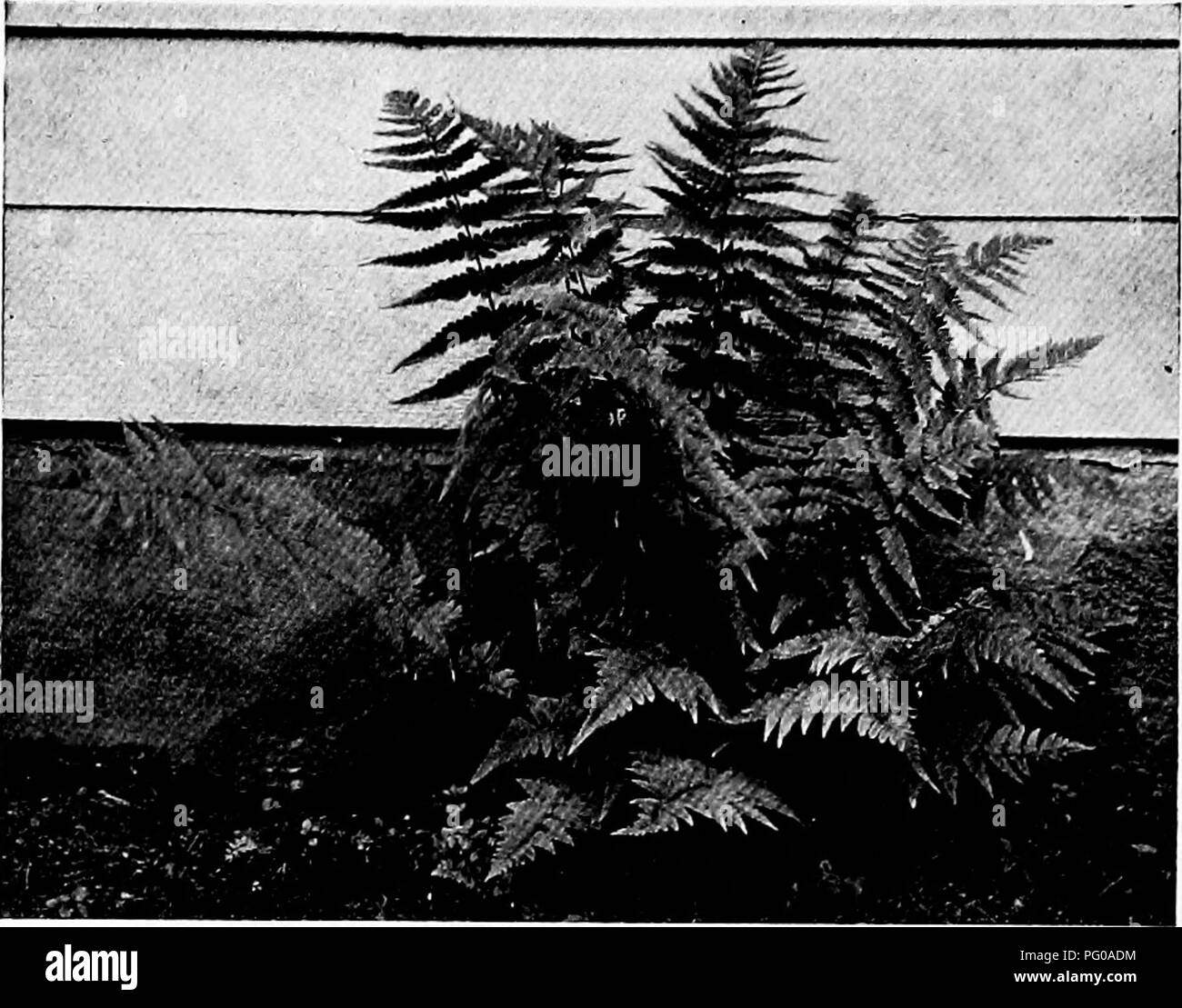 This image is part of a guide to growing ferns, featuring Dryopteris ...