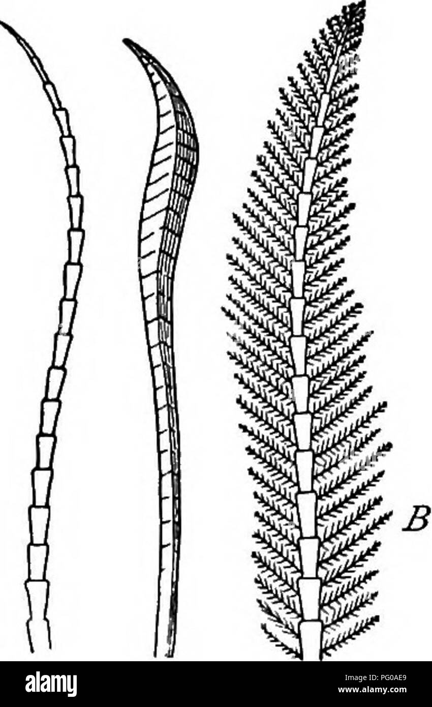 This image depicts key features of Lepidoptera, including antennae ...