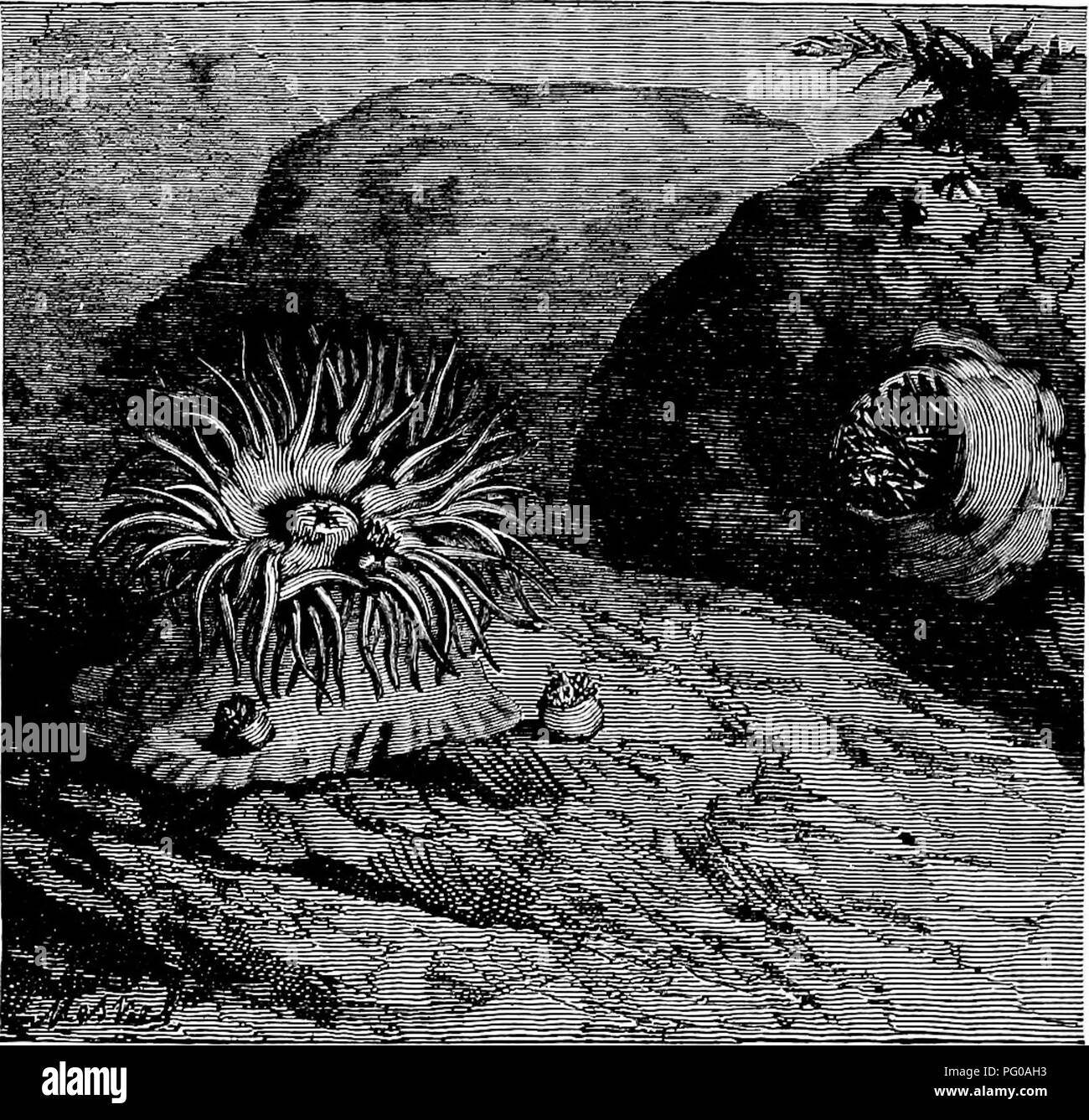 Sand fleas hi-res stock photography and images - Alamy