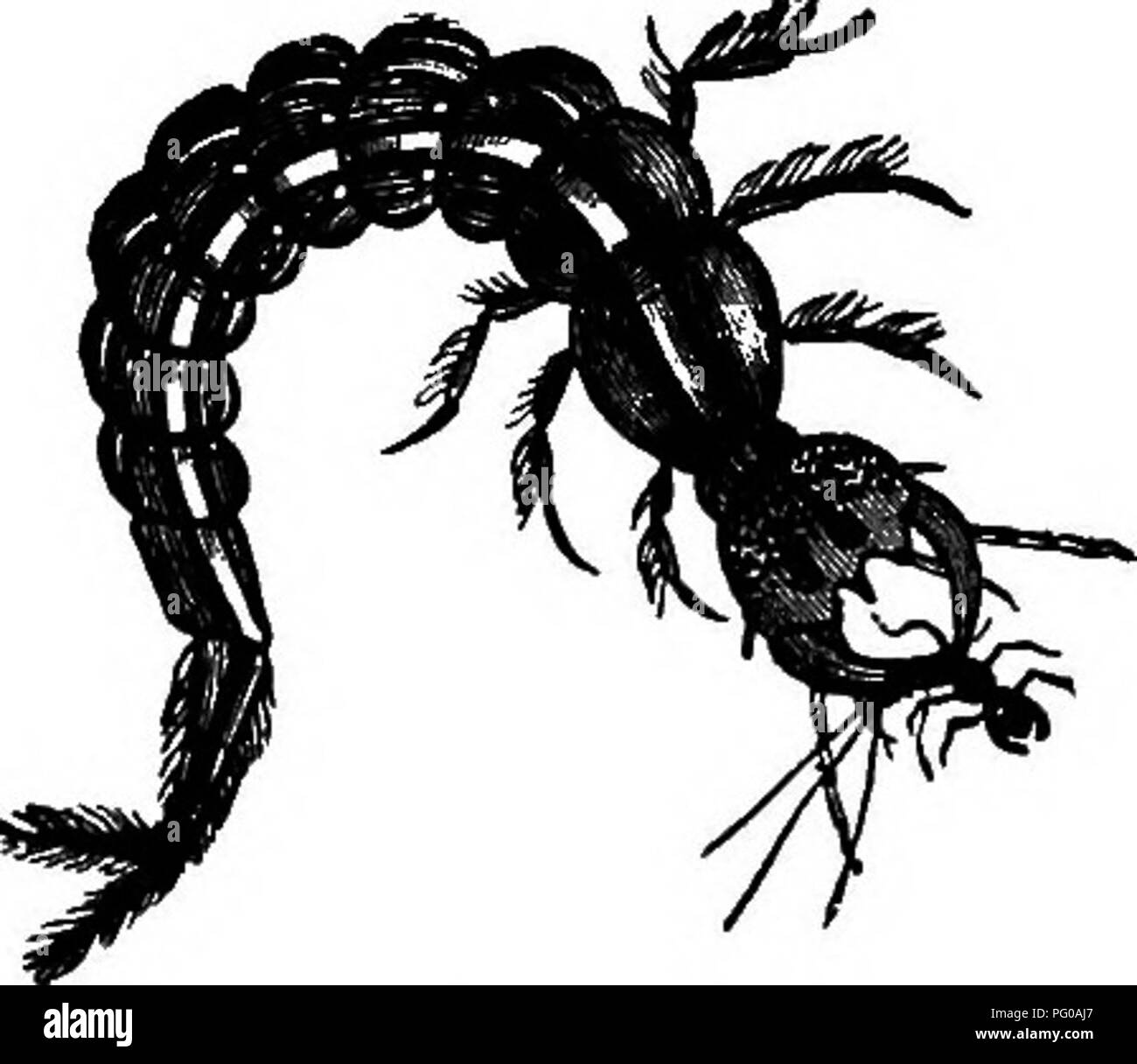 This image depicts the aquatic insect, the large water-beetle (Dytiscus ...