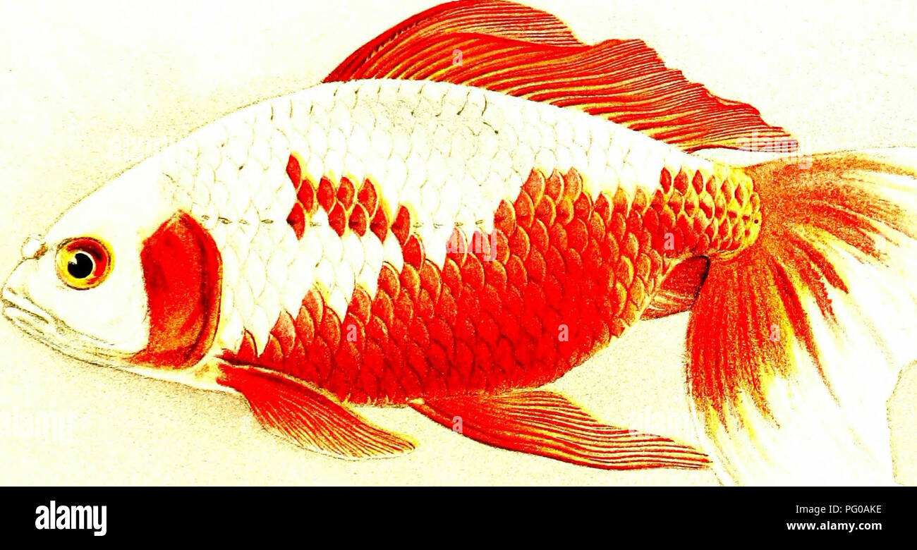 This guide provides an overview of Japanese goldfish varieties ...