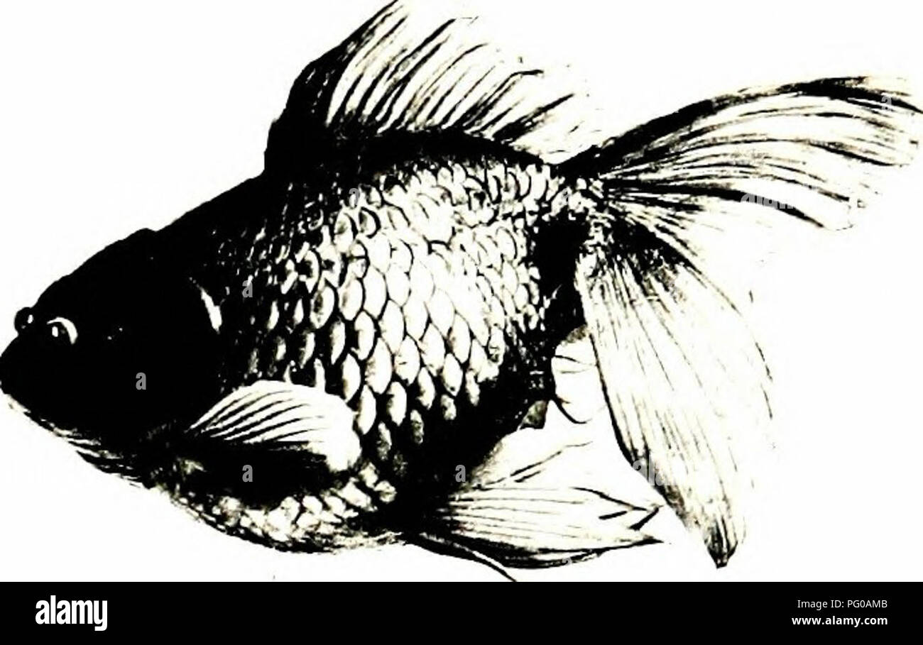 This guide details the different types of Japanese goldfish, including ...