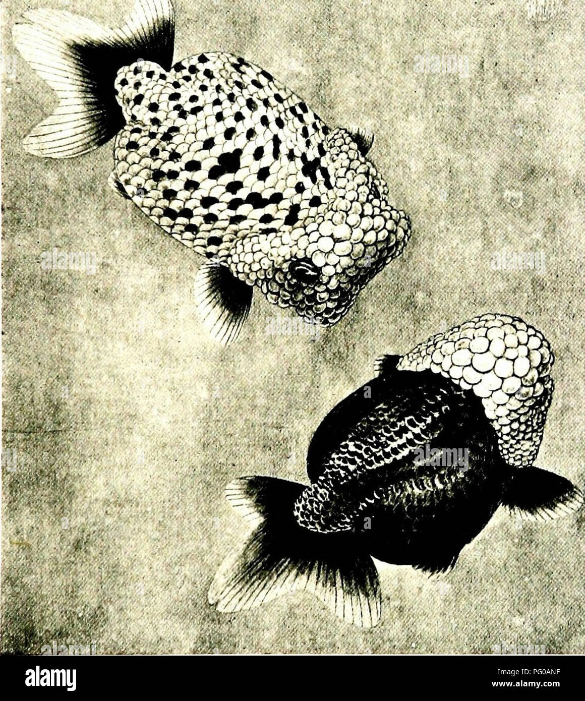 This guide explores the methods of goldfish cultivation in Japan ...