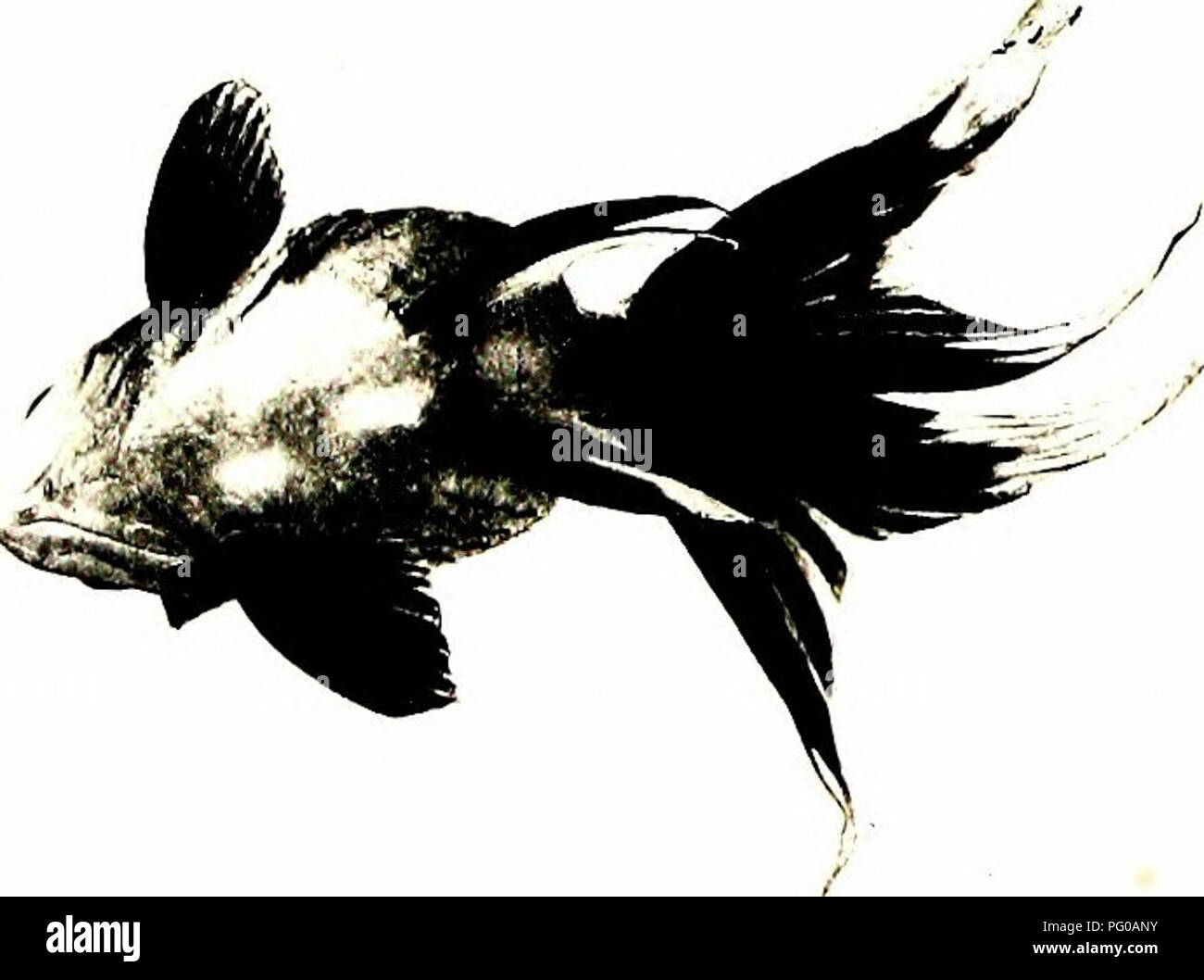 This guide offers a detailed overview of Japanese goldfish, including ...