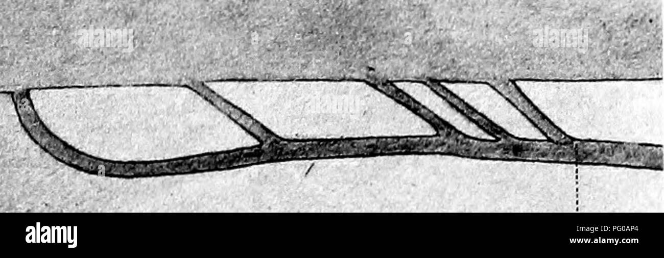 This study describes the development of key nervous system structures ...