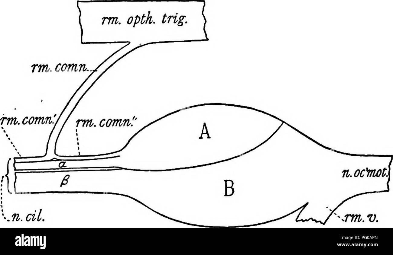 Ciliary Ganglion Brain