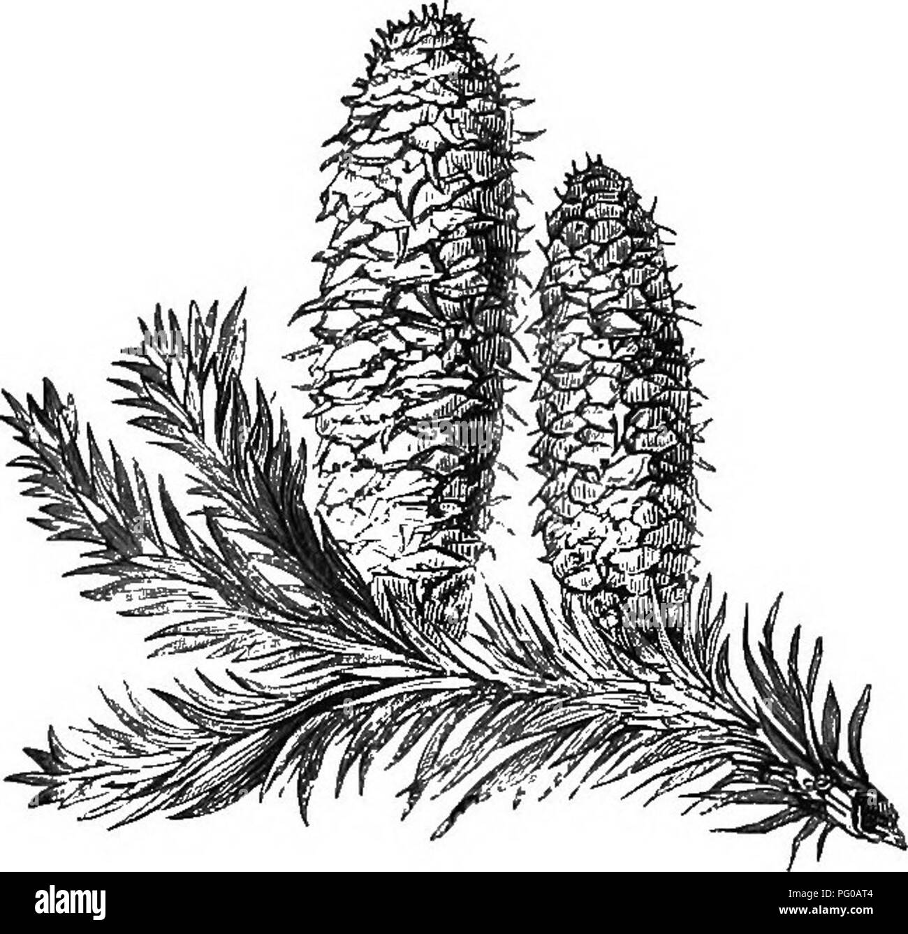 Silver fir resin Black and White Stock Photos & Images - Alamy