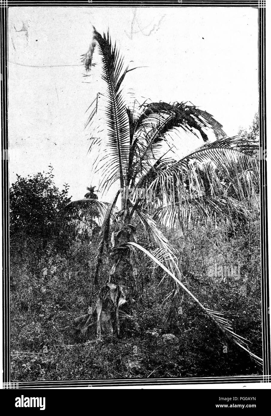 Coconut tree pests Black and White Stock Photos & Images - Alamy