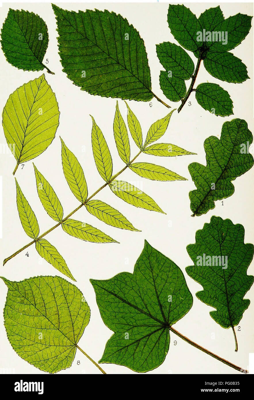 This book focuses on various woodland tree species, providing detailed ...