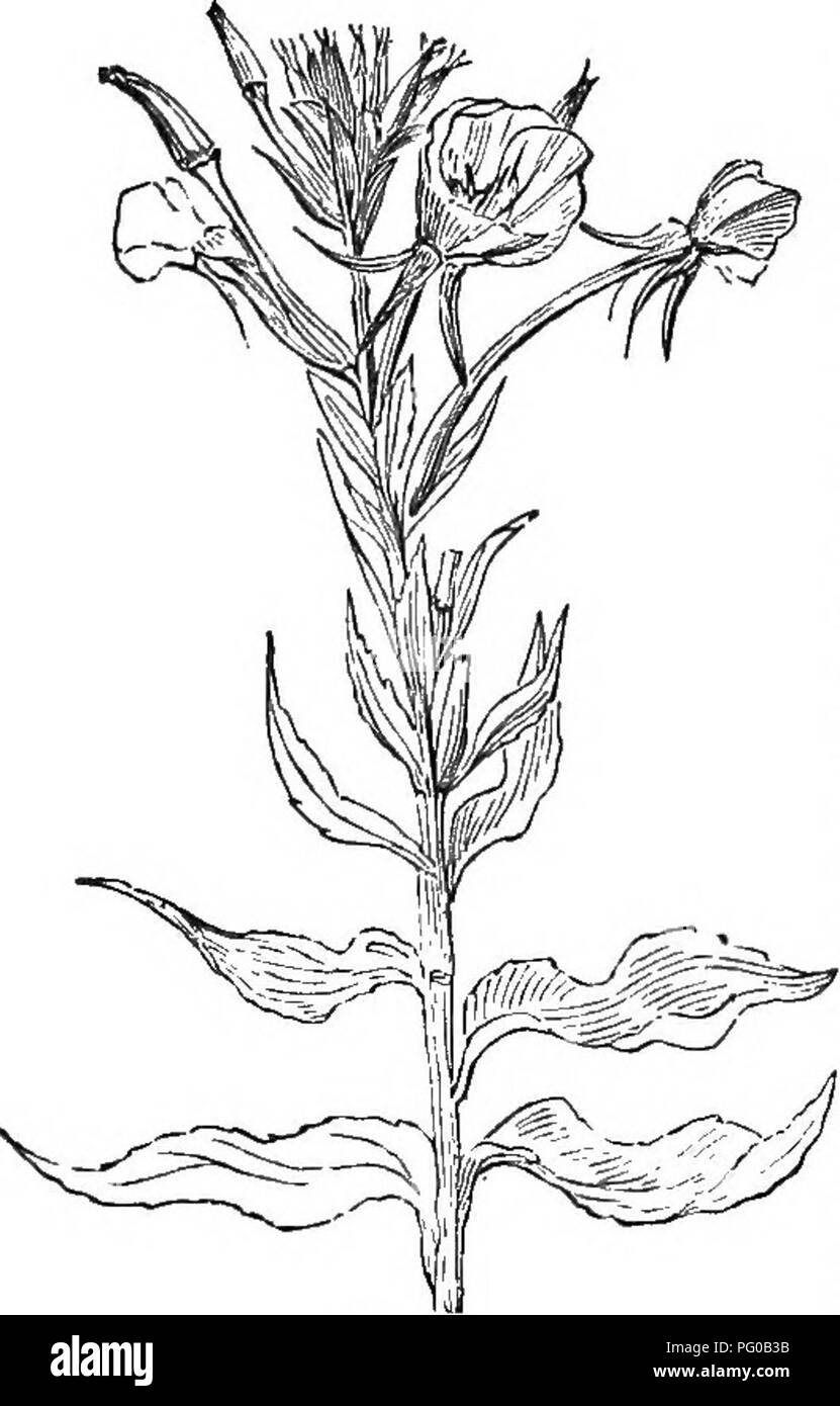 This botany textbook provides an analytical approach to the study of ...