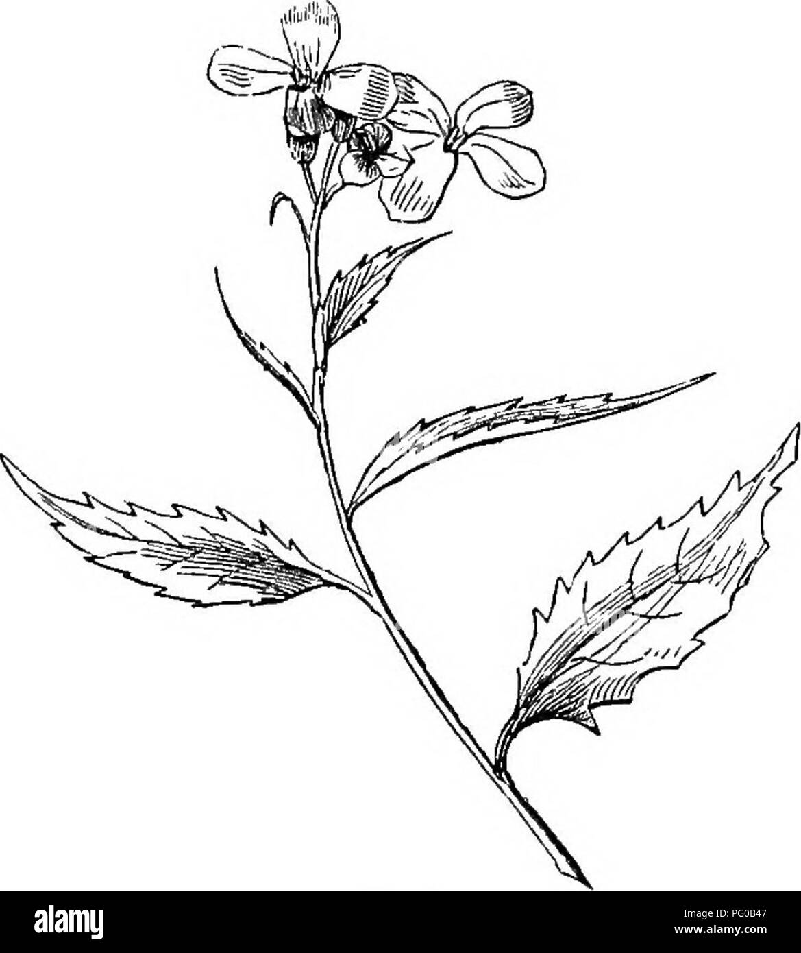 Petaloid style hi-res stock photography and images - Alamy