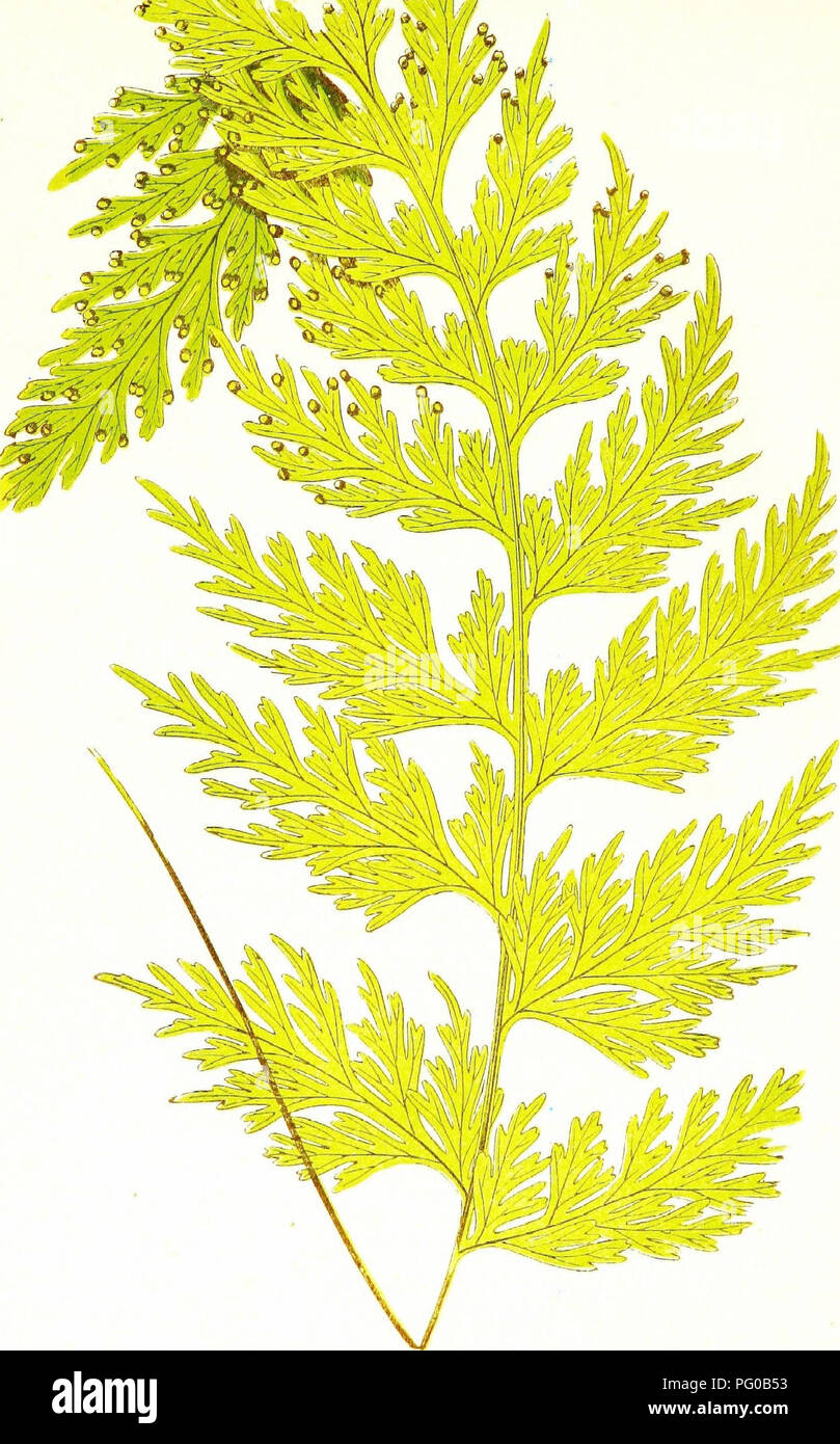 This image is from 'A Natural History of New and Rare Ferns,' a guide ...