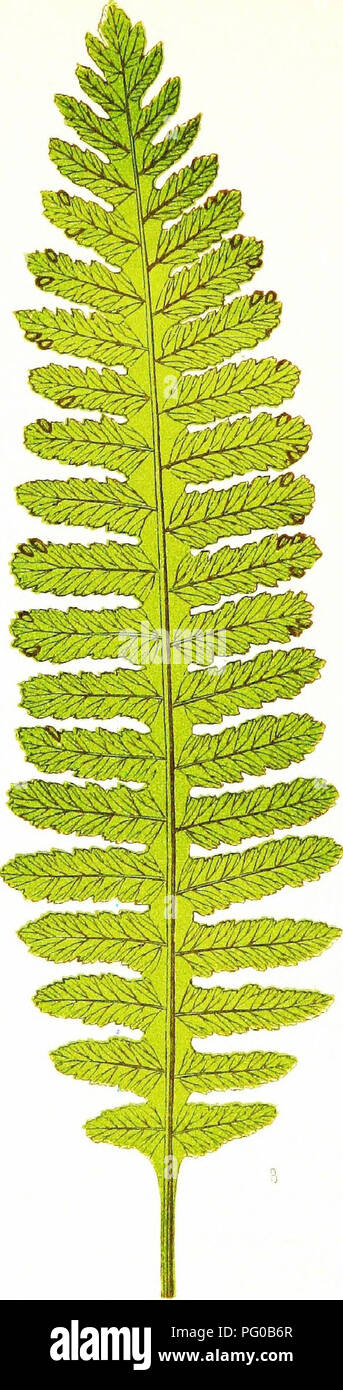 This image from 'A Natural History of New and Rare Ferns' illustrates ...