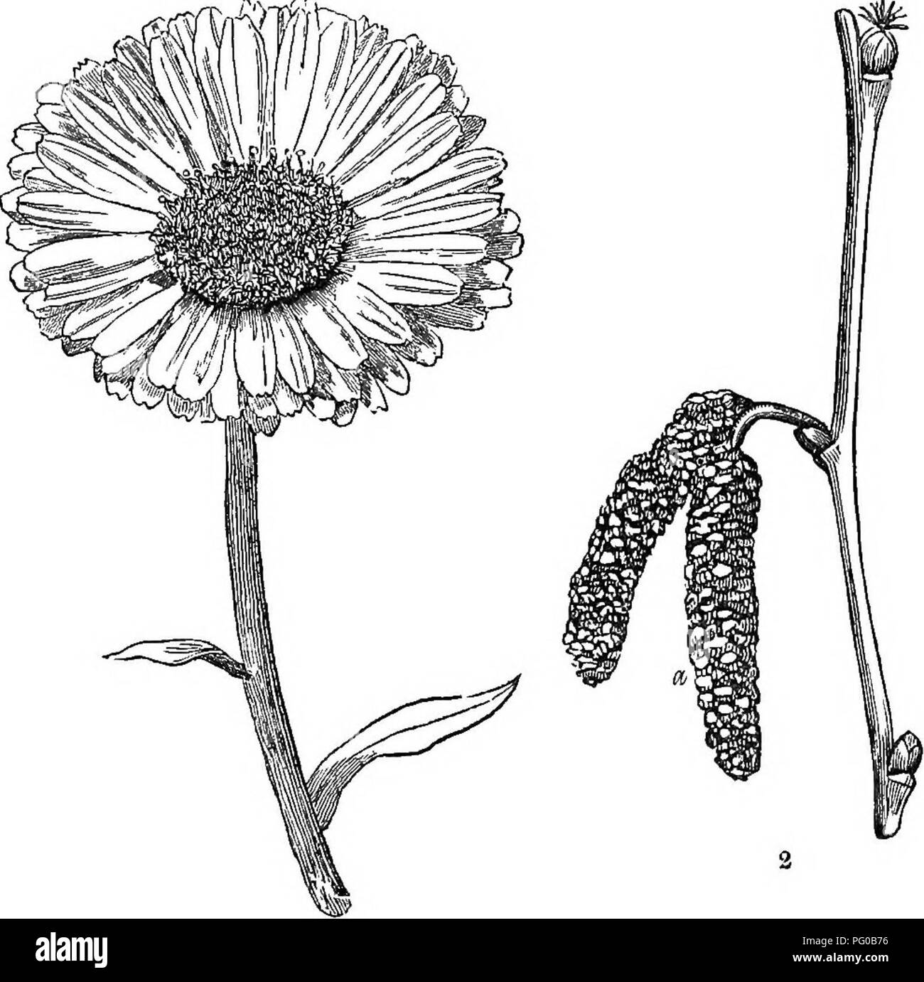 This textbook by Frances H. Green and Joseph W. Congdon offers a ...