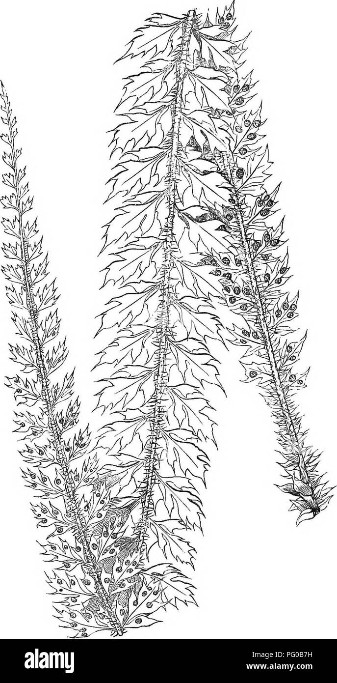 This work provides a natural history of rare and newly discovered fern ...