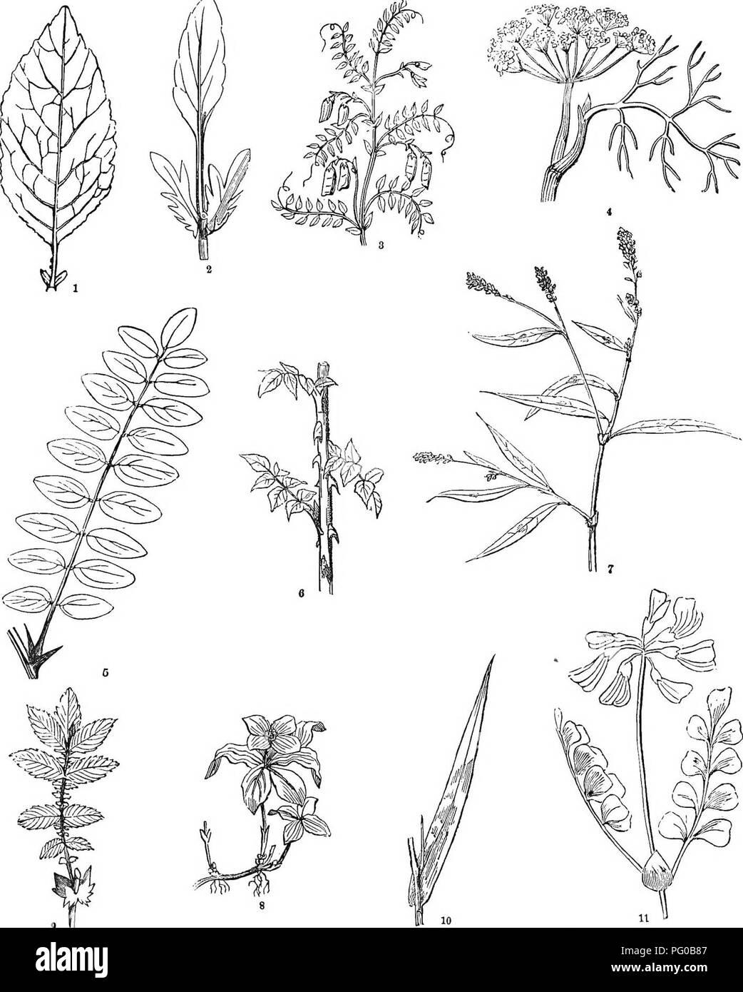 Stipules hi-res stock photography and images - Alamy