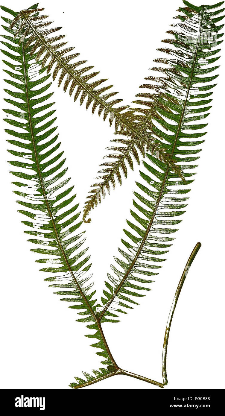 A comprehensive guide to new and rare fern species, documenting various ...